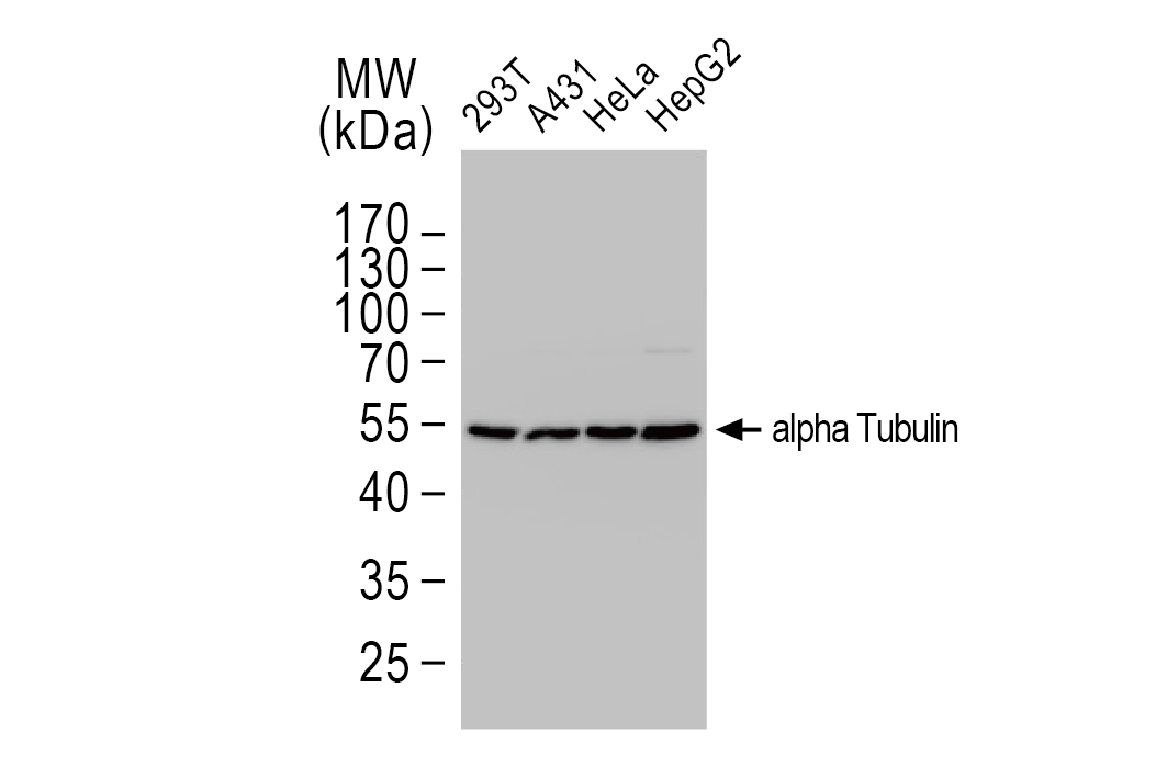 Loading Control Antibodies | GeneTex